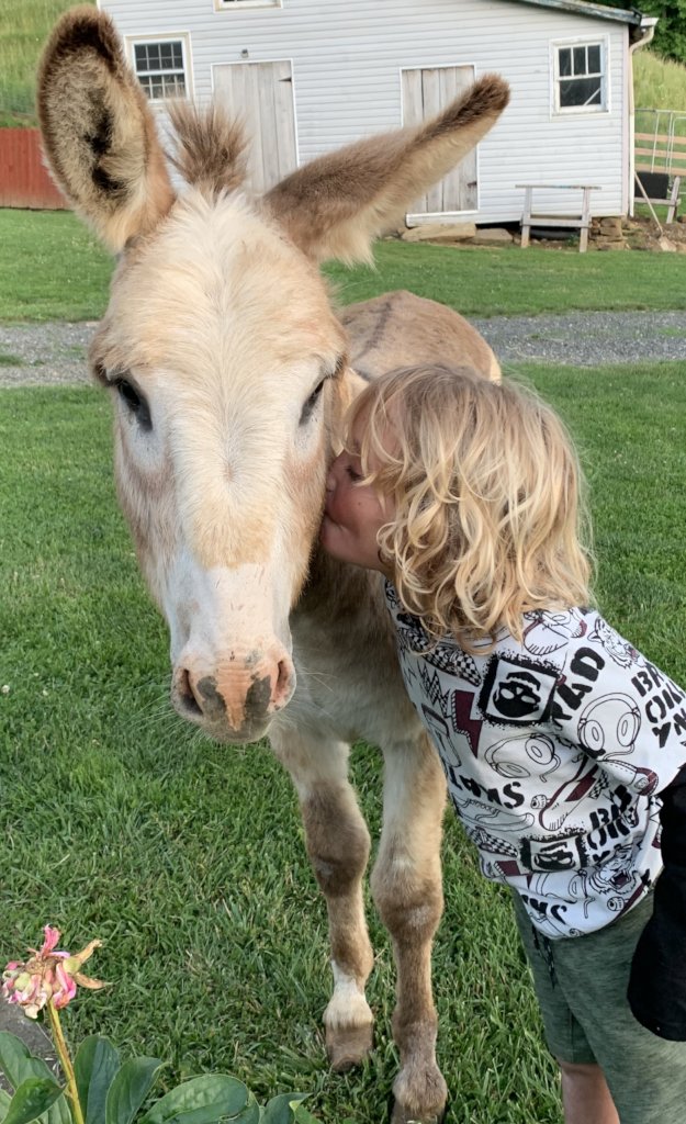 Campbell Farm Animal Sanctuary Barn Repair - GlobalGiving