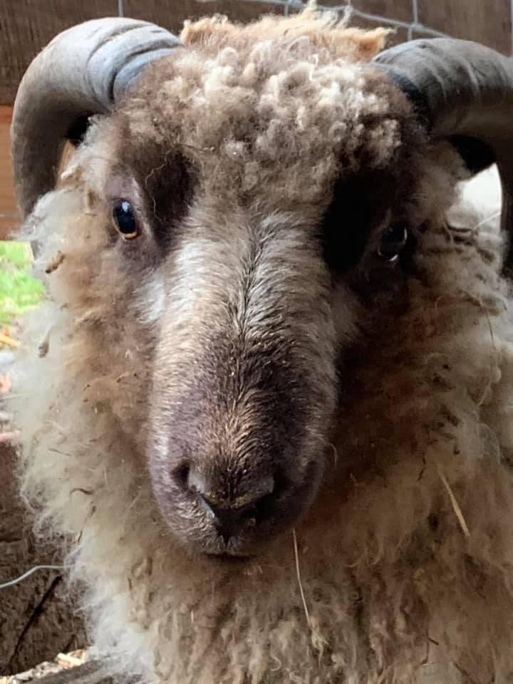 Campbell Farm Animal Sanctuary Barn Repair - GlobalGiving