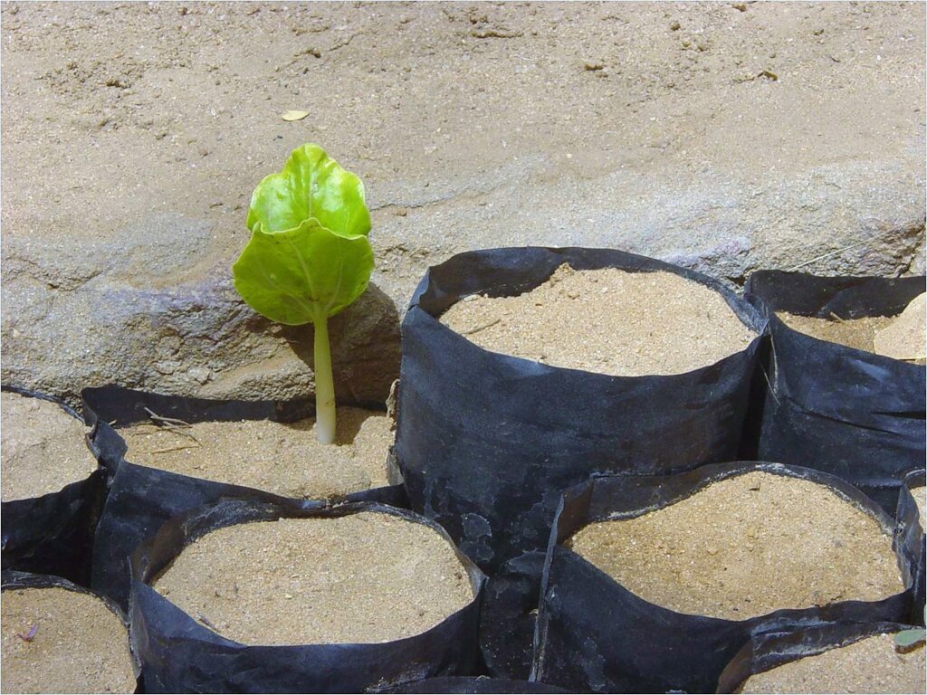 Reports on Healing the Desert with Trees in Darfur - GlobalGiving