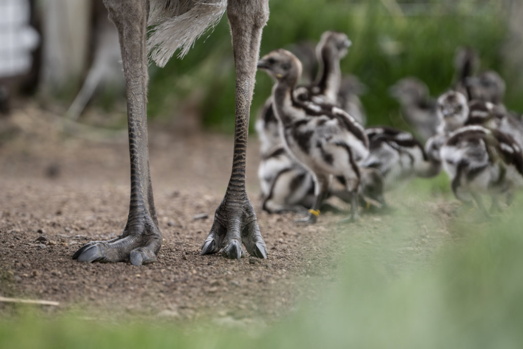 Donate to Help recover Rheas population in Chilean Patagonia - GlobalGiving