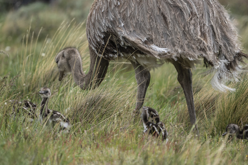 Donate to Help recover Rheas population in Chilean Patagonia - GlobalGiving