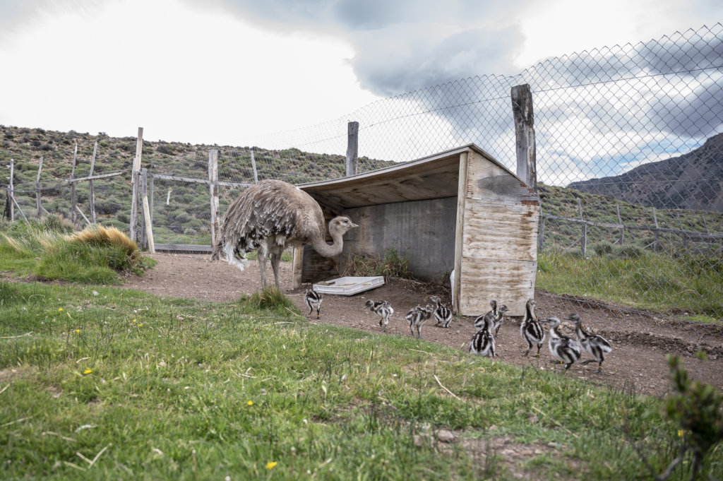Donate to Help recover Rheas population in Chilean Patagonia - GlobalGiving