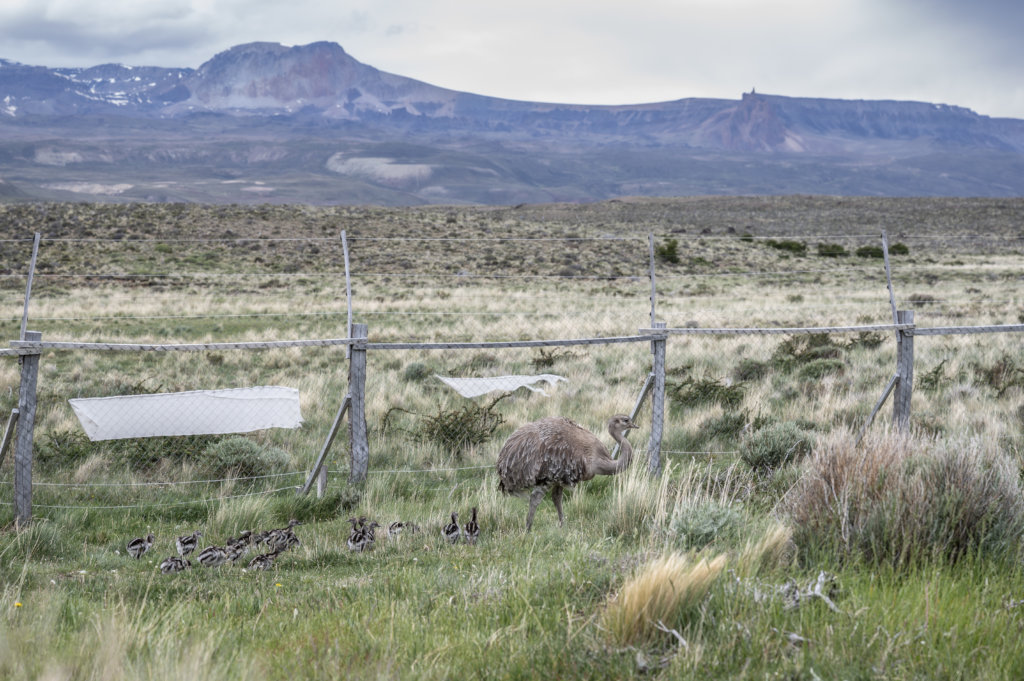 Donate to Help recover Rheas population in Chilean Patagonia - GlobalGiving