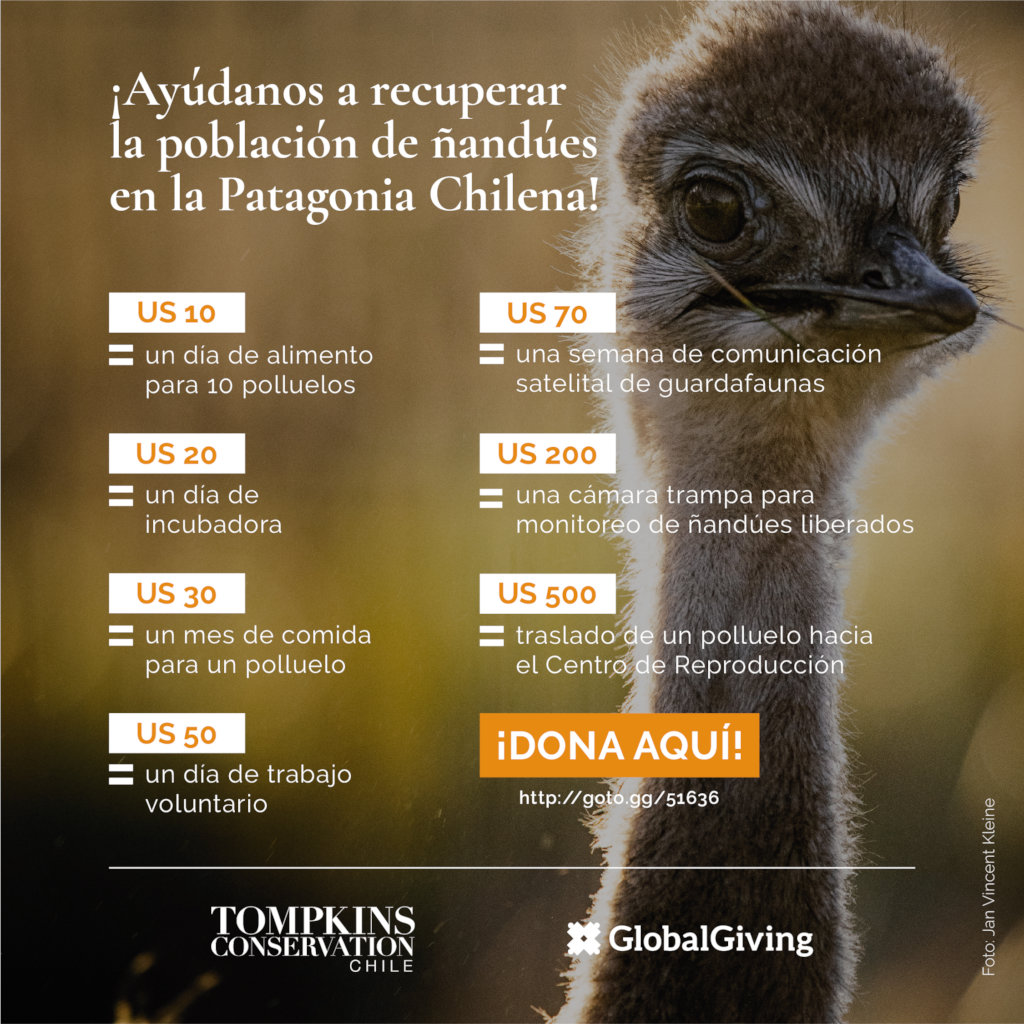 Donate to Help recover Rheas population in Chilean Patagonia - GlobalGiving