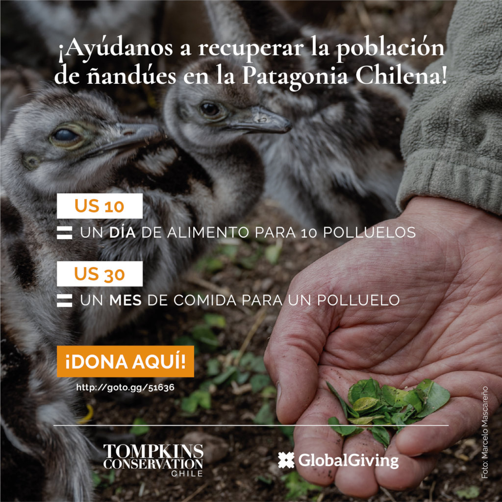 Donate to Help recover Rheas population in Chilean Patagonia - GlobalGiving