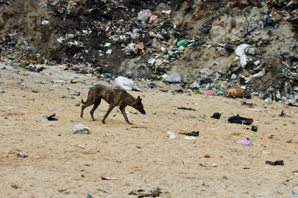 Brighter future for 275 dogs of Guatemalan dump - GlobalGiving
