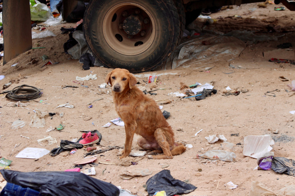 Brighter future for 275 dogs of Guatemalan dump - GlobalGiving