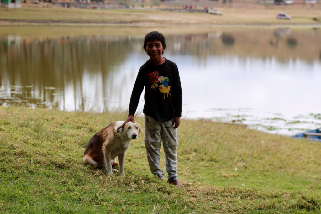 Brighter future for 275 dogs of Guatemalan dump - GlobalGiving