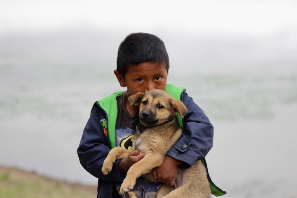 Brighter future for 275 dogs of Guatemalan dump - GlobalGiving