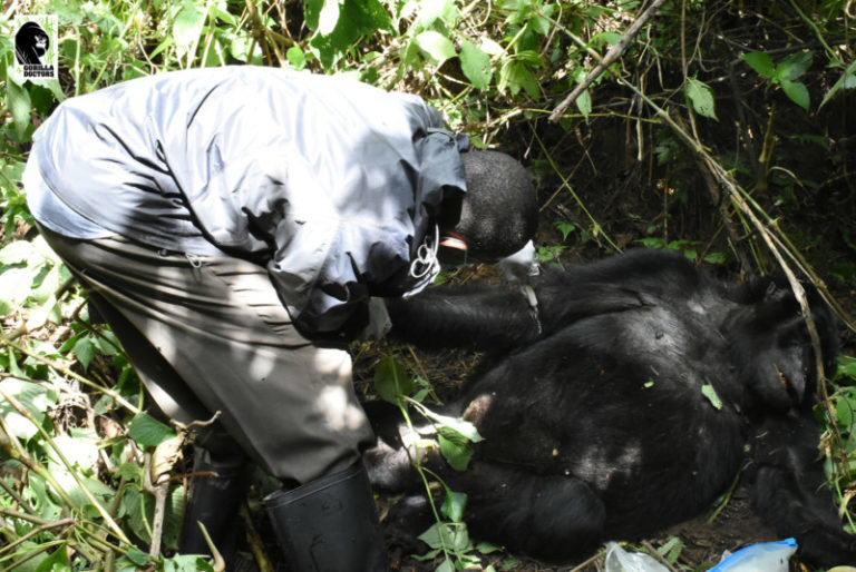 Combating Poaching & Illegal Wildlife Trafficking - GlobalGiving