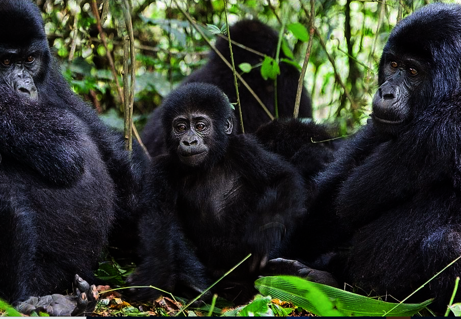 Combating Poaching & Illegal Wildlife Trafficking - GlobalGiving