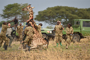 Combating Poaching & Illegal Wildlife Trafficking - GlobalGiving