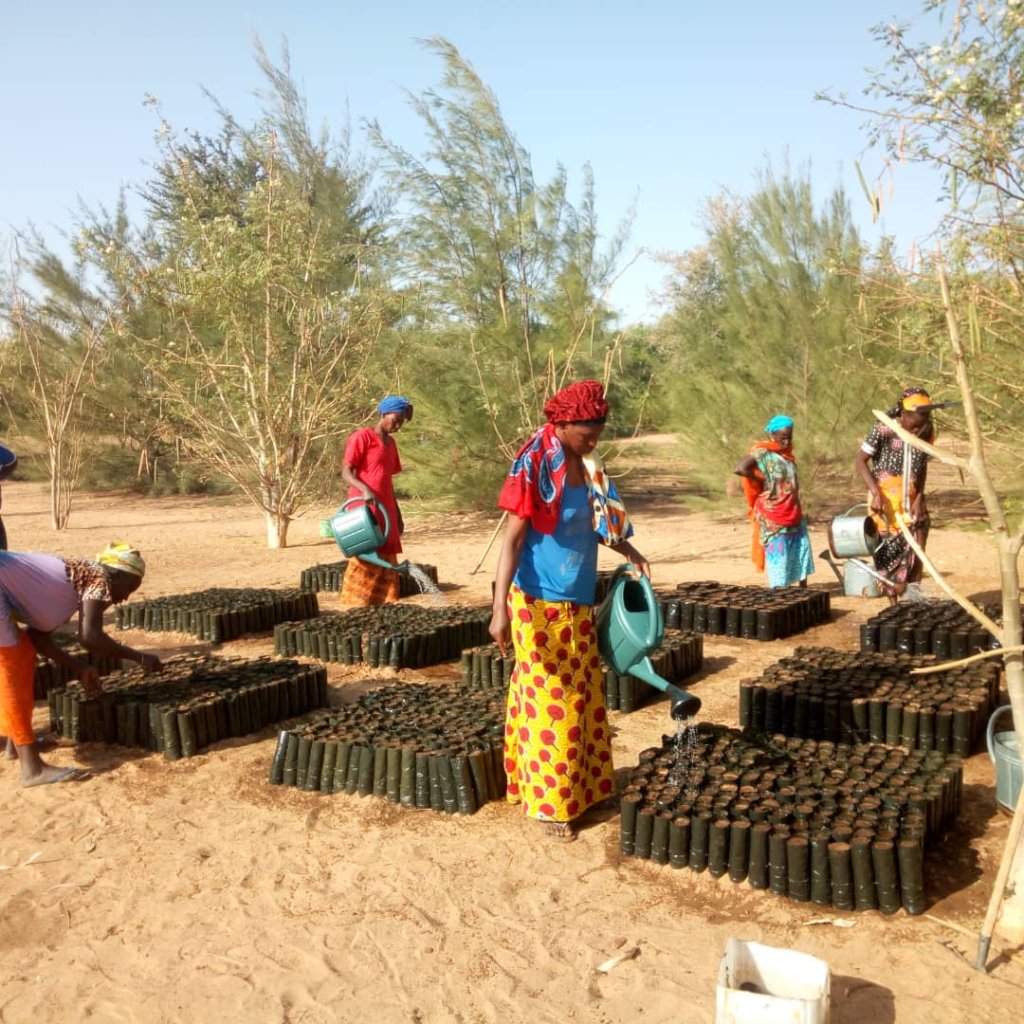 Reports on 30000 trees/year for a self-reliant rural Senegal - GlobalGiving