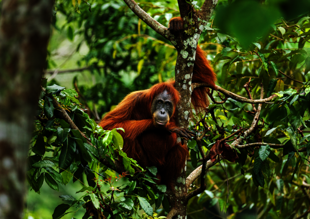 Sumatran Orangutan Habitat Sumatran Orangutan Conservation Program