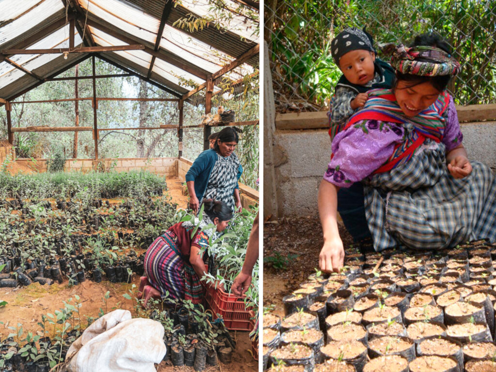 "Seeds of Resilience: An Indigenous Women-Led Tree - GlobalGiving