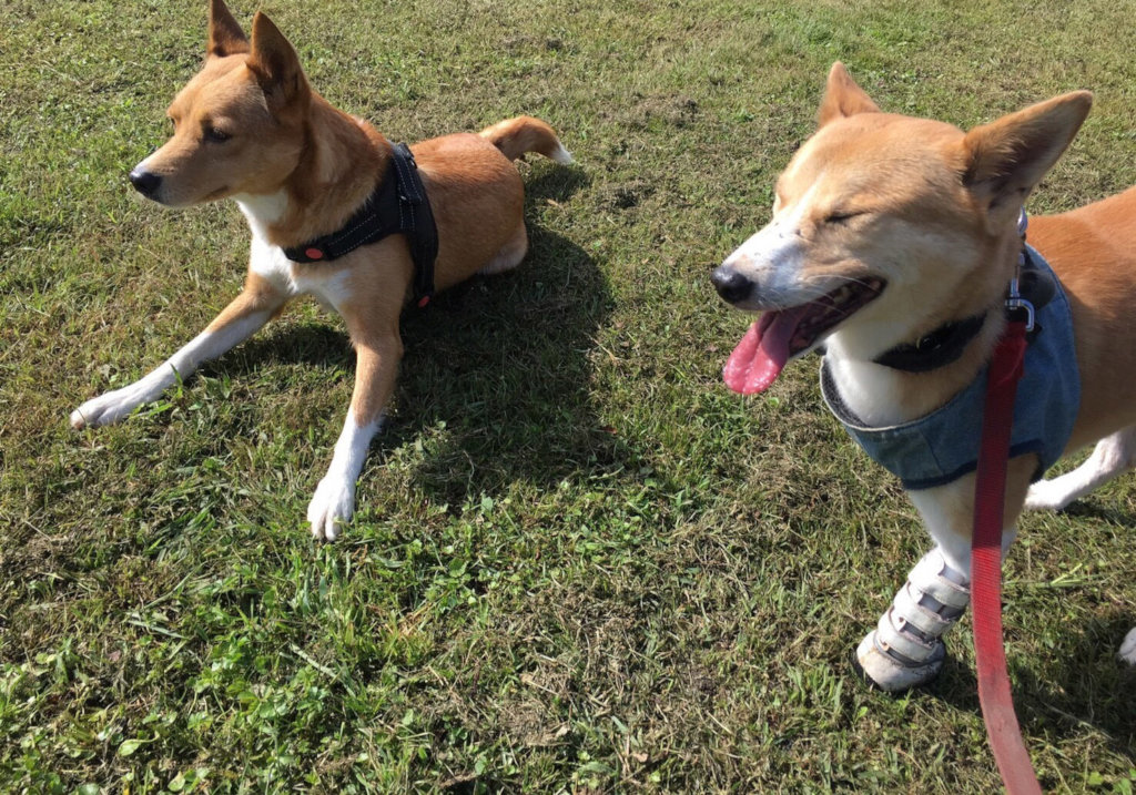 Stop The Killing of Dogs & Cats in Japan - GlobalGiving