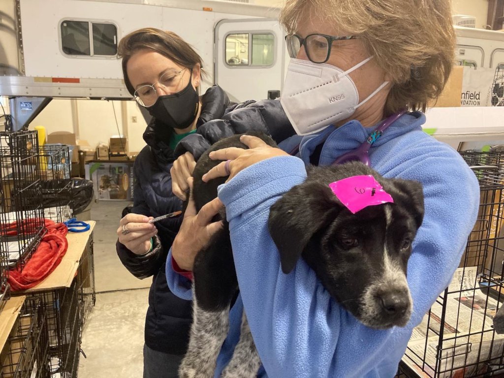 Support Animal Balance and Help Save Lives - GlobalGiving