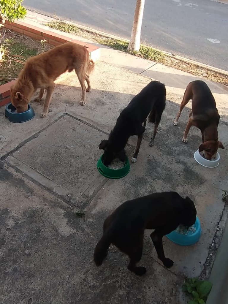 Improve 3K community dog&cat feeding in Venezuela - GlobalGiving