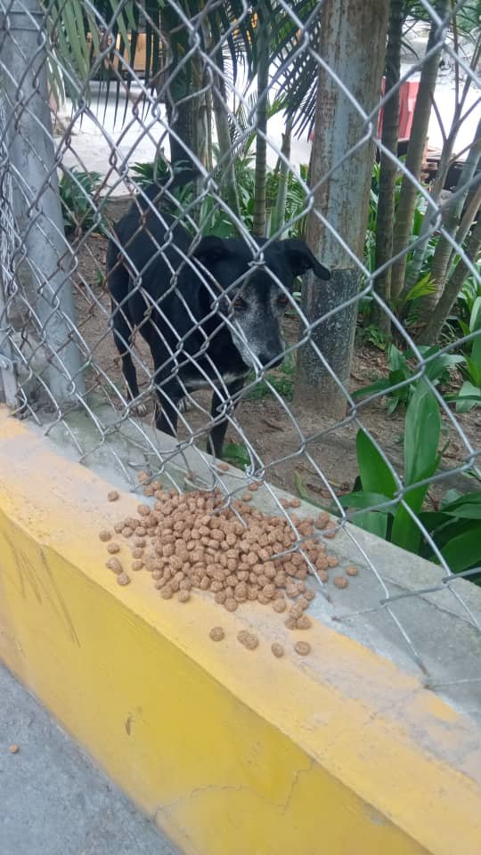 Improve 3K community dog&cat feeding in Venezuela - GlobalGiving