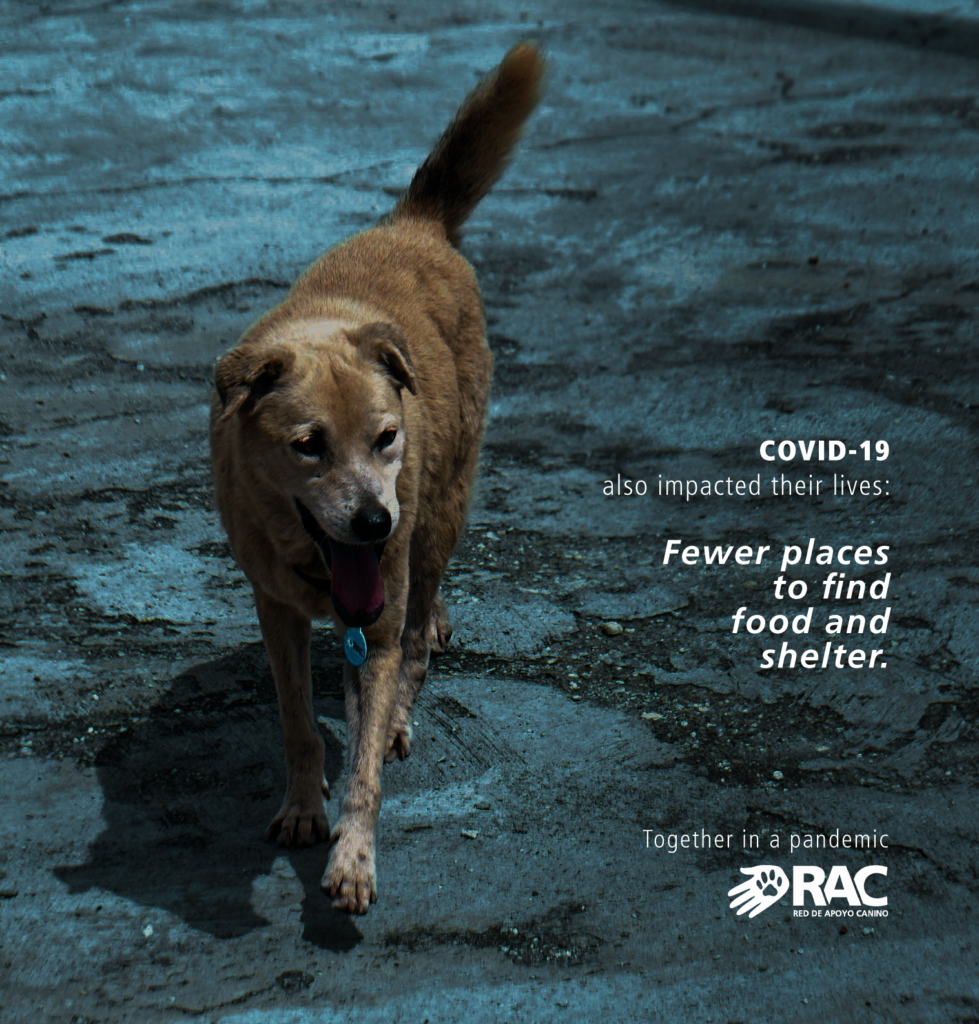 Improve 3K community dog&cat feeding in Venezuela - GlobalGiving
