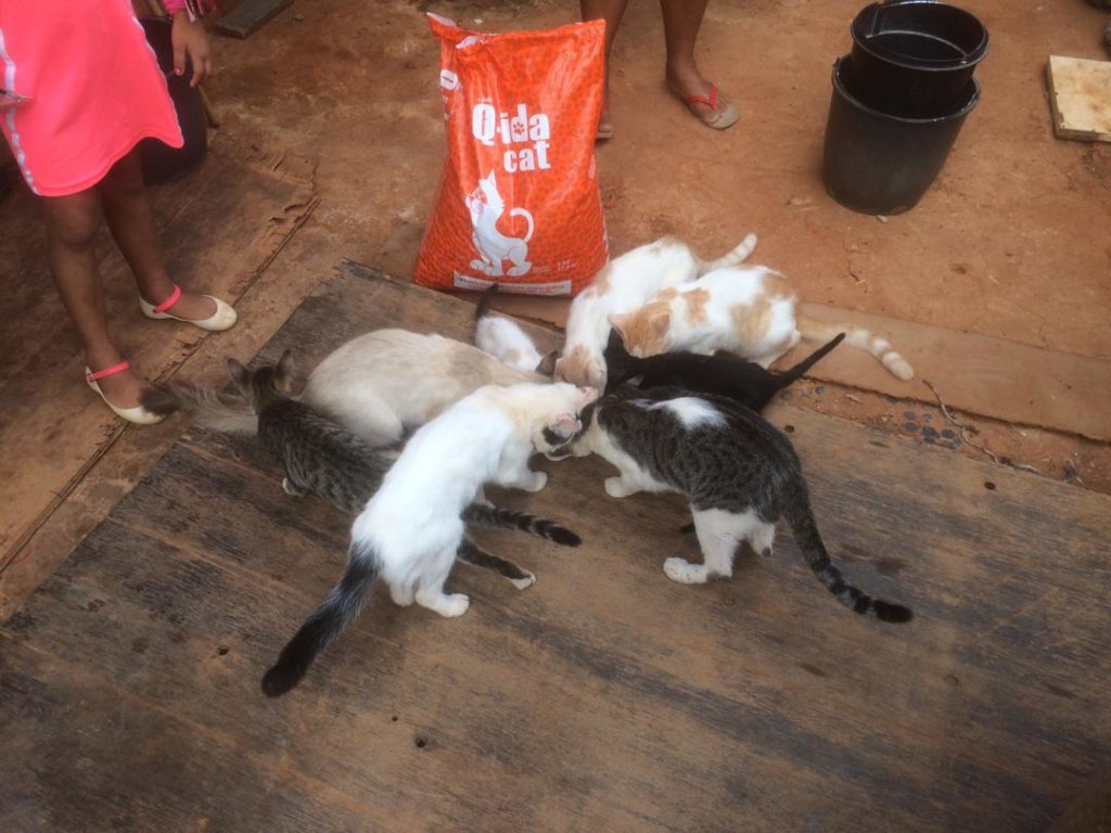 Improve 3K community dog&cat feeding in Venezuela - GlobalGiving