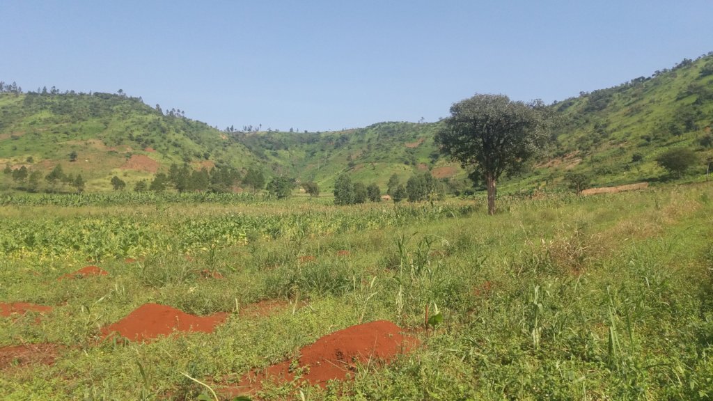 Climate change adoption for 100 farmers in Uganda - GlobalGiving