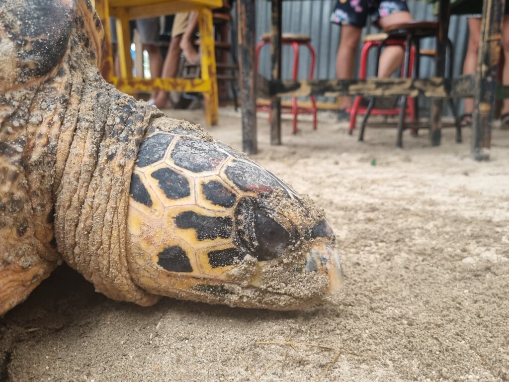 Save the Gili Turtles & Help to Build a Hatchery - GlobalGiving