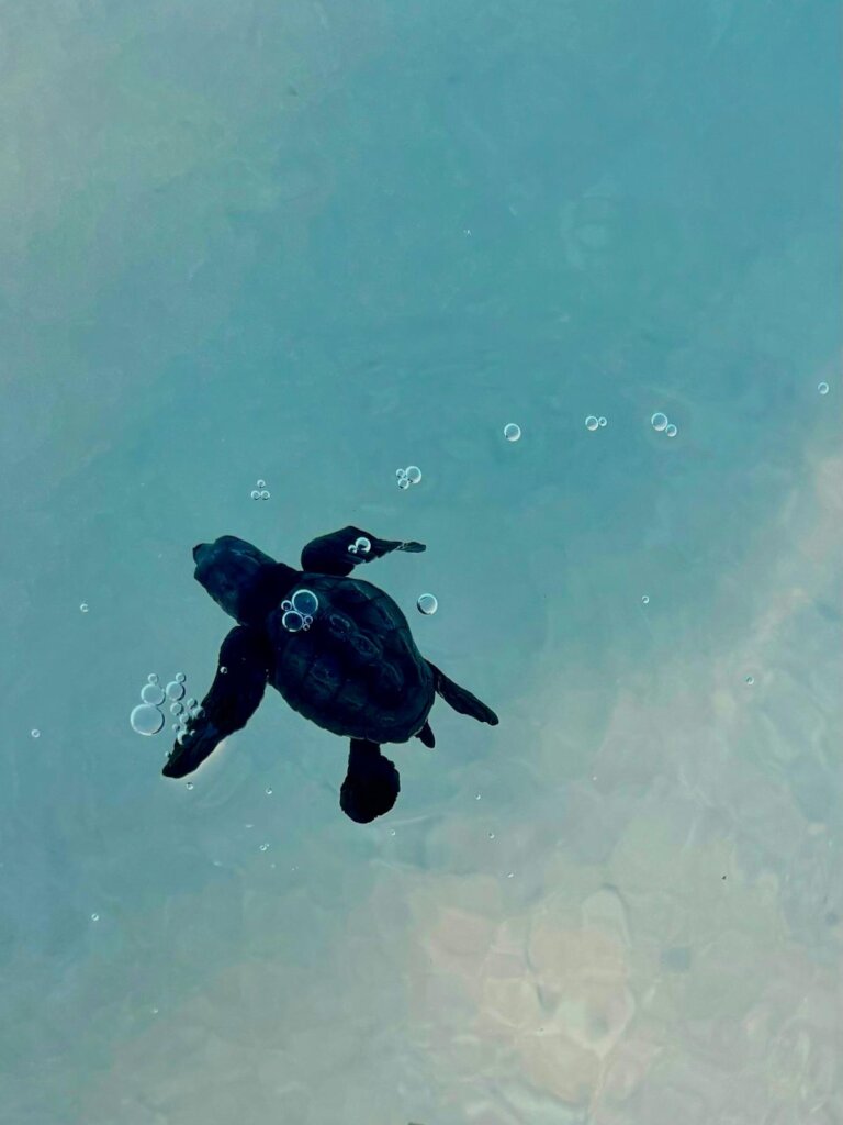 Save the Gili Turtles & Help to Build a Hatchery - GlobalGiving