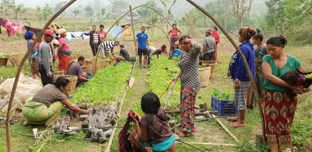 Agroforestry for livelihood improvement in Nepal - GlobalGiving