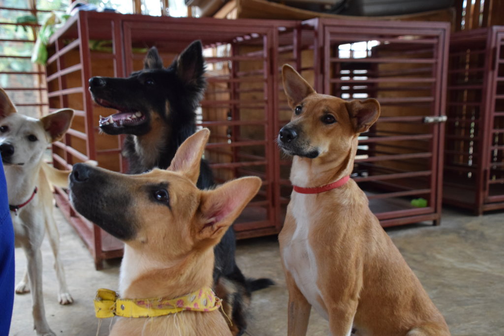 Making Happy Tails for Street Dogs in Rwanda - GlobalGiving