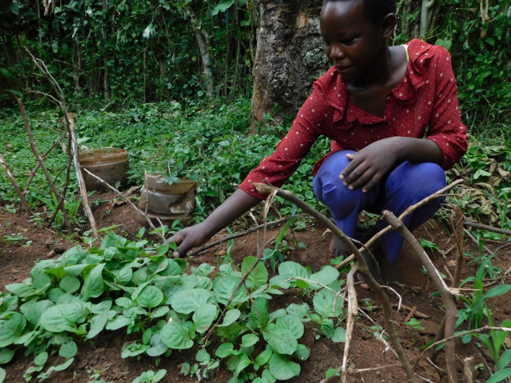 Tree Garden in Uganda to Honor Dr. Sharon Berry! - GlobalGiving