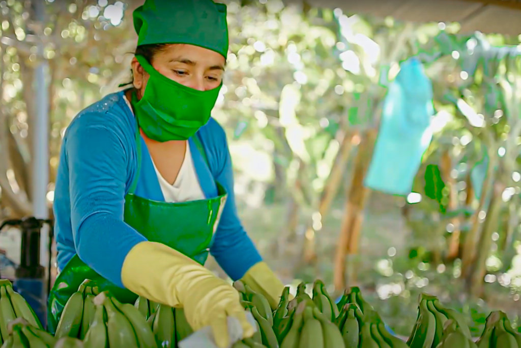 Organic banana composting in Peru & Ecuador - GlobalGiving