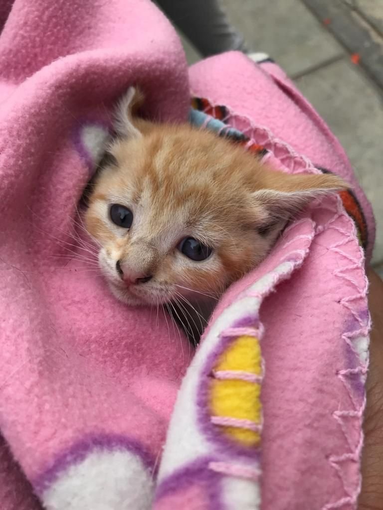 Help spay & neuter 2000 stray animals in Peru - GlobalGiving