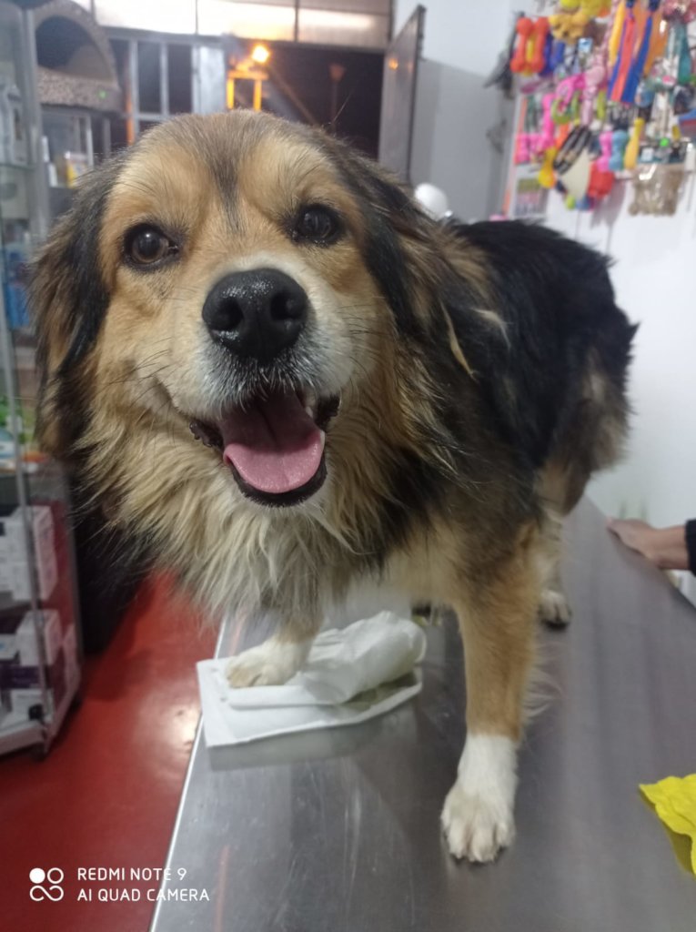 Help spay & neuter 2000 stray animals in Peru - GlobalGiving