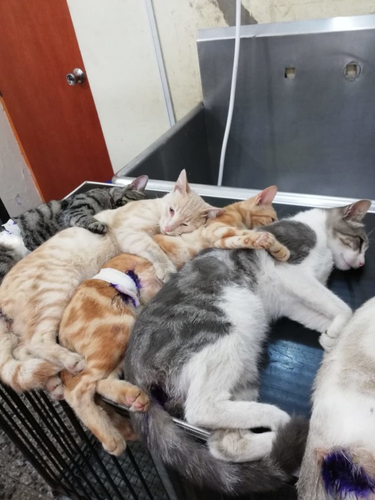 Help spay & neuter 2000 stray animals in Peru - GlobalGiving