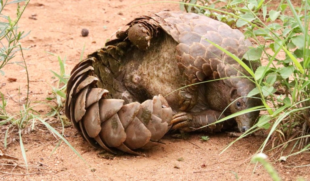 Rehabilitate & Monitor Rescued Pangolins - GlobalGiving