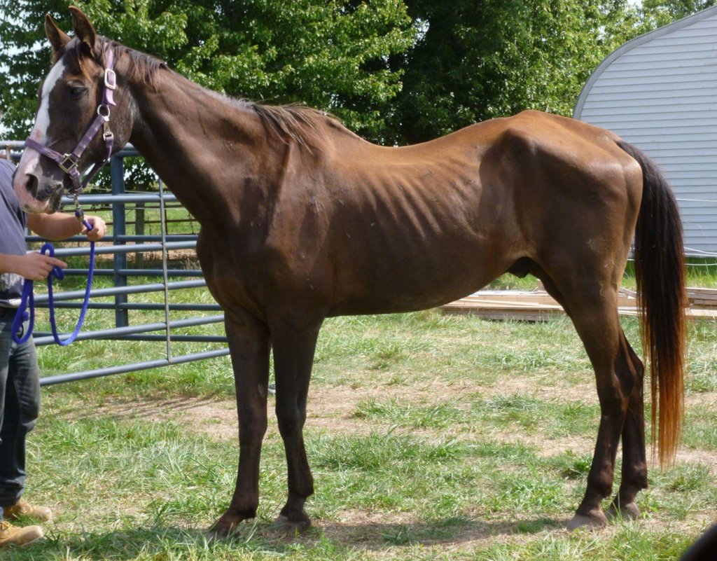 Help build a facility for rescue horses - GlobalGiving