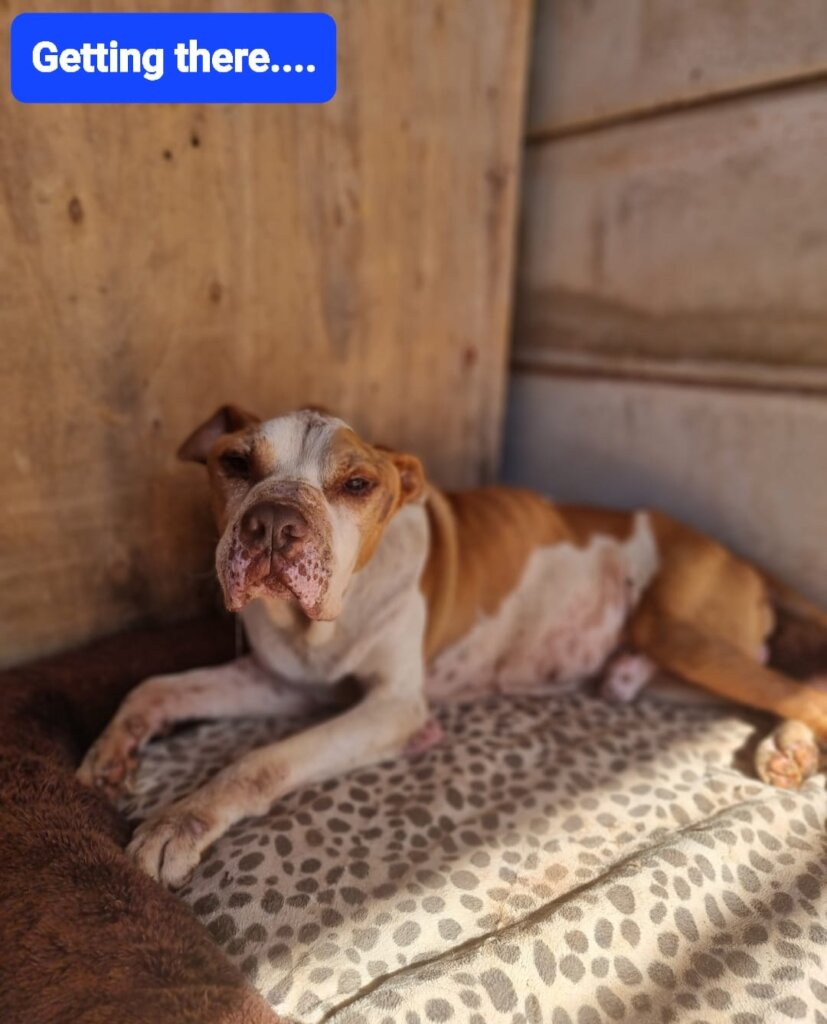 Rescue, Rehab and Re-home Street Dogs in Africa - GlobalGiving