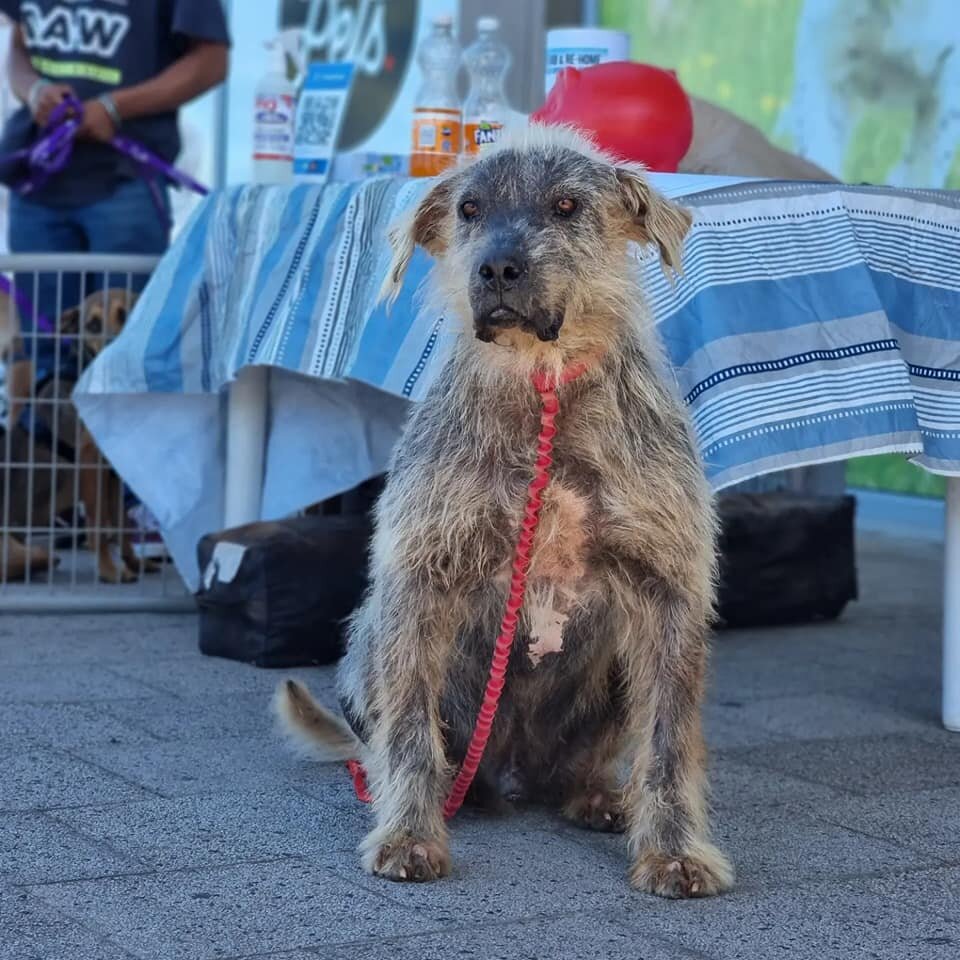 Rescue, Rehab and Re-home Street Dogs in Africa - GlobalGiving