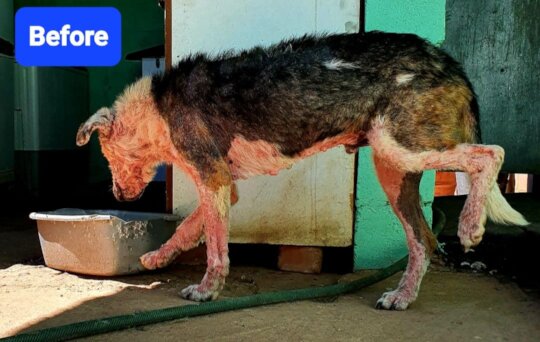 Rescue, Rehab and Re-home Street Dogs in Africa - GlobalGiving