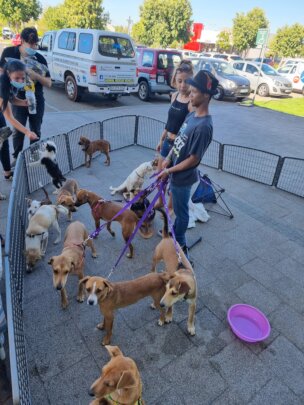 Rescue, Rehab and Re-home Street Dogs in Africa - GlobalGiving