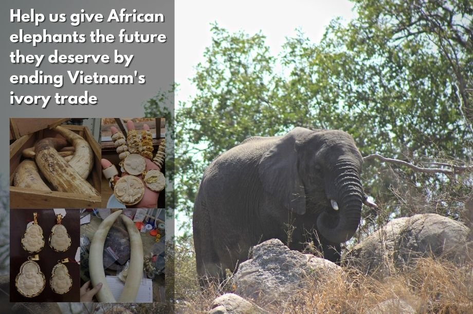 End the Killing of Elephants for VN Ivory Trade - GlobalGiving
