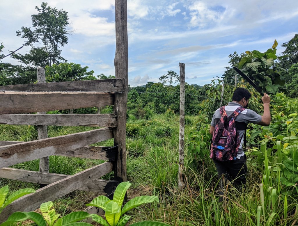 Living with Jaguars: Protect Belize's Largest Cat - GlobalGiving