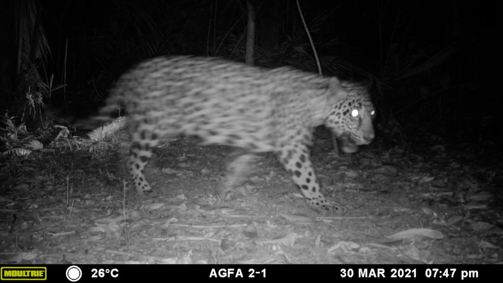 Living with Jaguars: Protect Belize's Largest Cat - GlobalGiving
