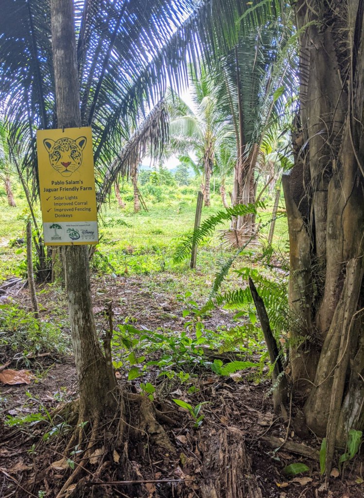 Living with Jaguars: Protect Belize's Largest Cat - GlobalGiving