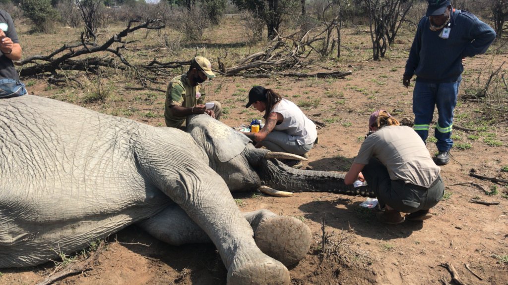 Dedicated wildlife rescue vehicle - GlobalGiving