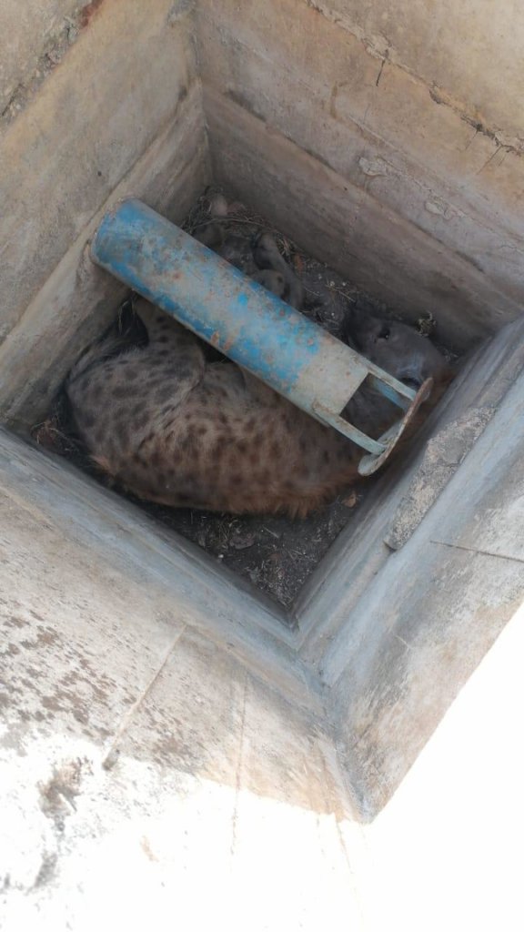 Dedicated wildlife rescue vehicle - GlobalGiving