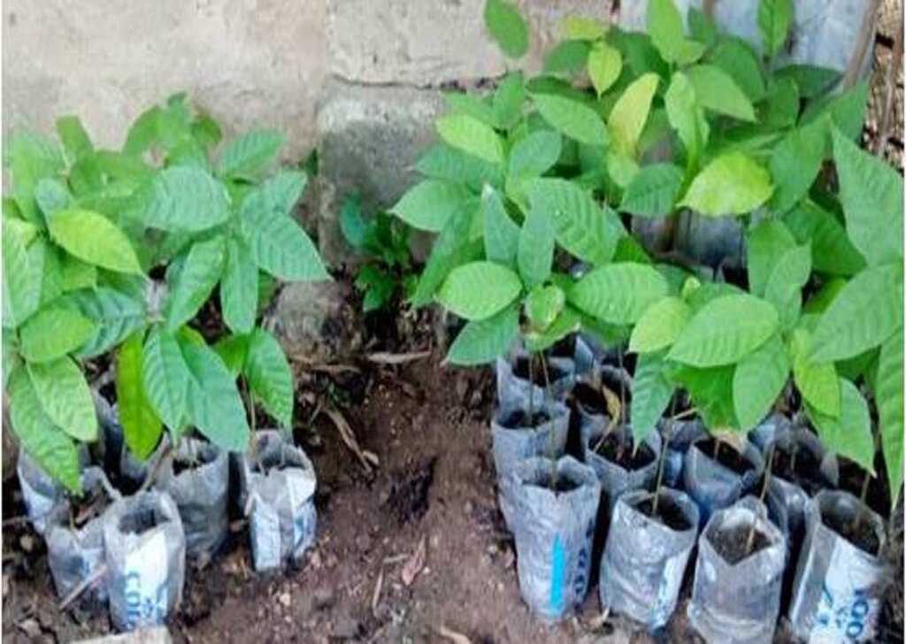 Biochar: Bringing toxic land back to life - GlobalGiving