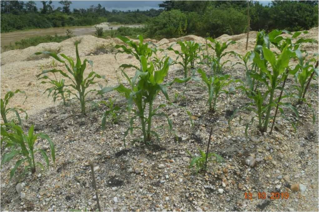 Biochar: Bringing toxic land back to life - GlobalGiving