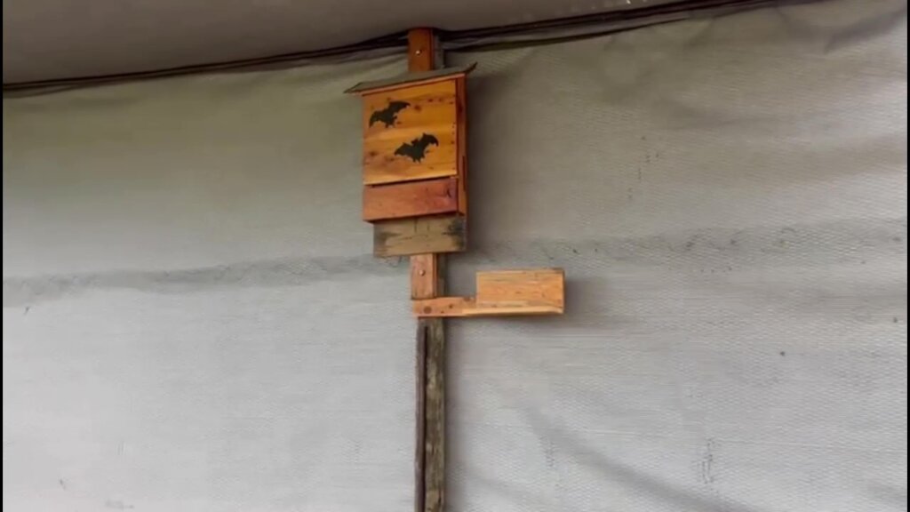 Reports on Build SA's 1st Free-Tailed Bat Flight Cage - GlobalGiving